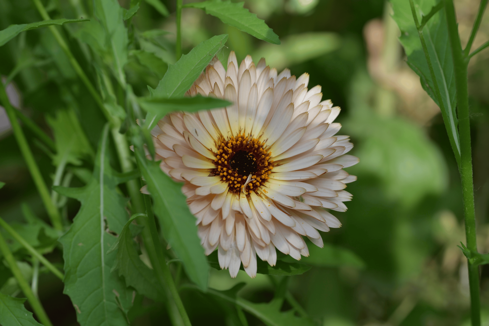 How to Grow & Care for Kanakambaram Flower | Expert Guide