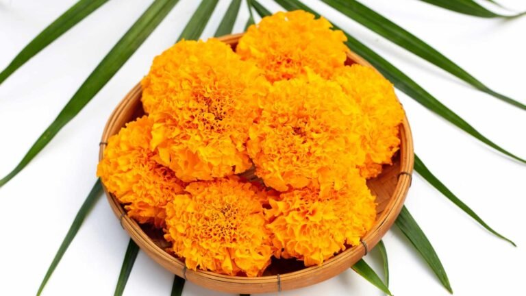 Edible Flowers in India You Never Knew You Could Eat