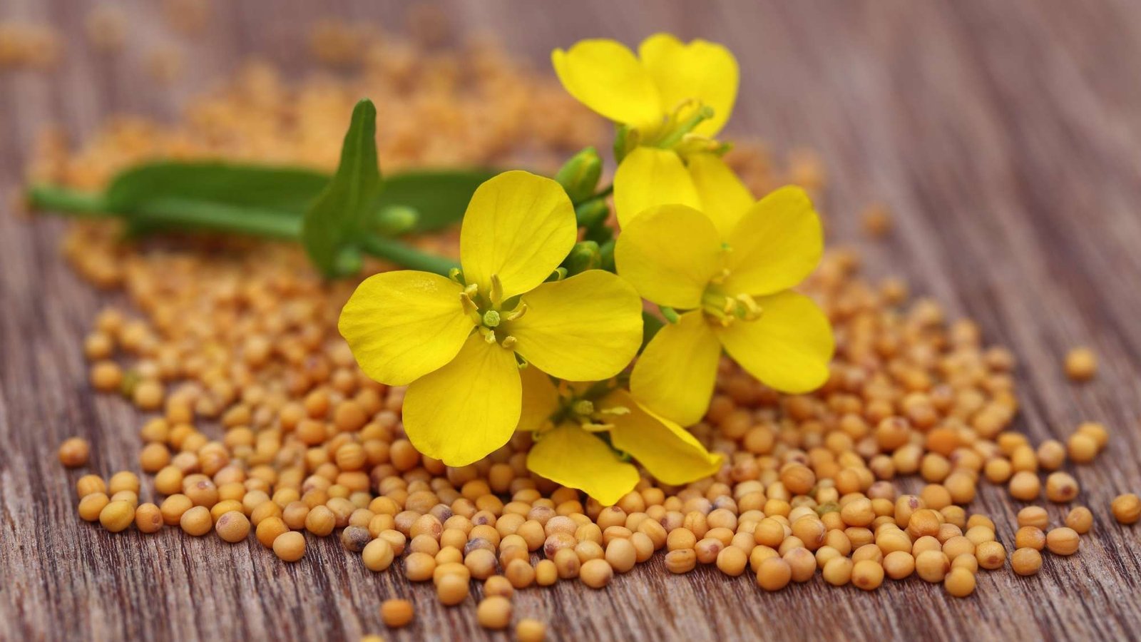 Edible Flowers in India You Never Knew You Could Eat
