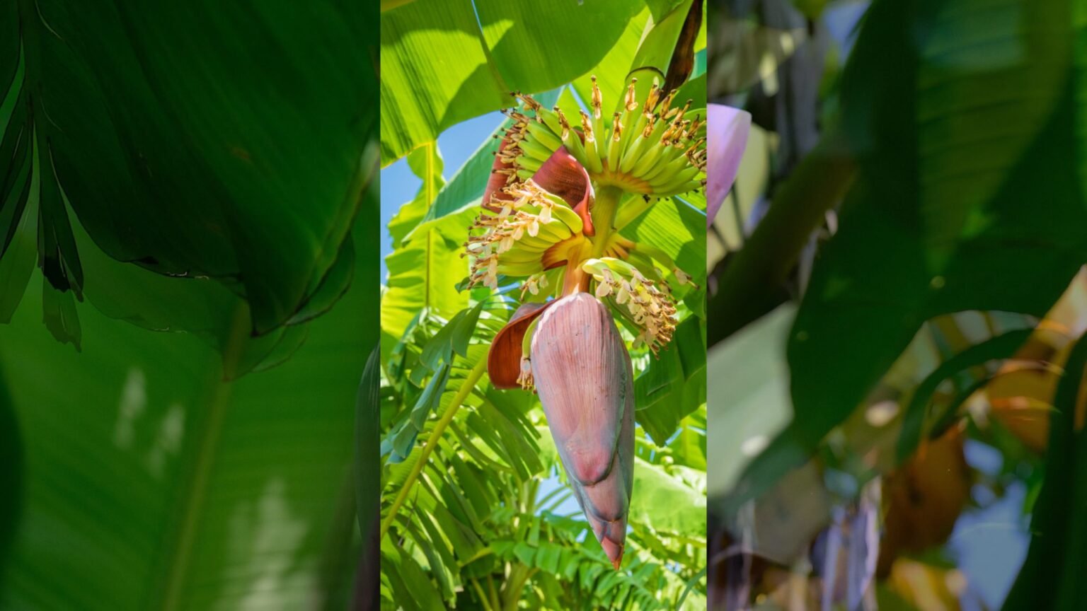 Edible Flowers in India You Never Knew You Could Eat