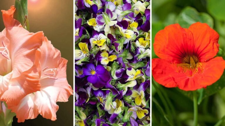 Edible Flowers in India You Never Knew You Could Eat