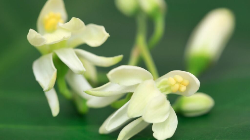 Edible Flowers in India You Never Knew You Could Eat