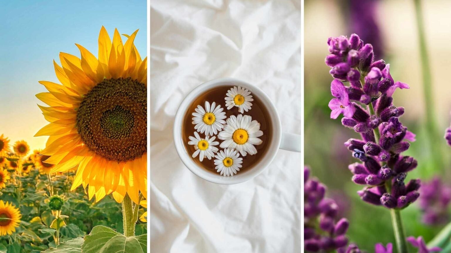 Edible Flowers in India You Never Knew You Could Eat