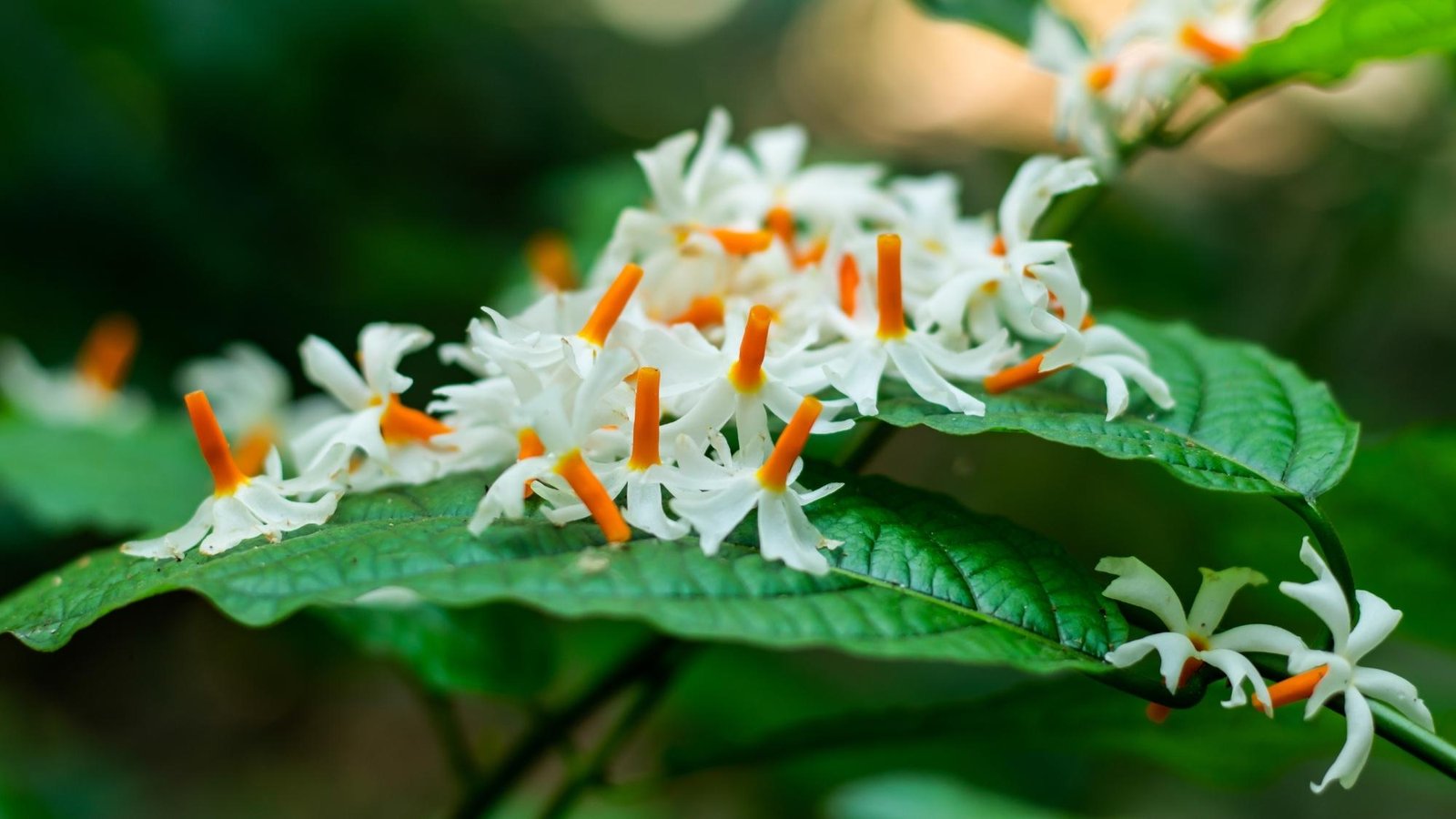 Edible Flowers in India You Never Knew You Could Eat